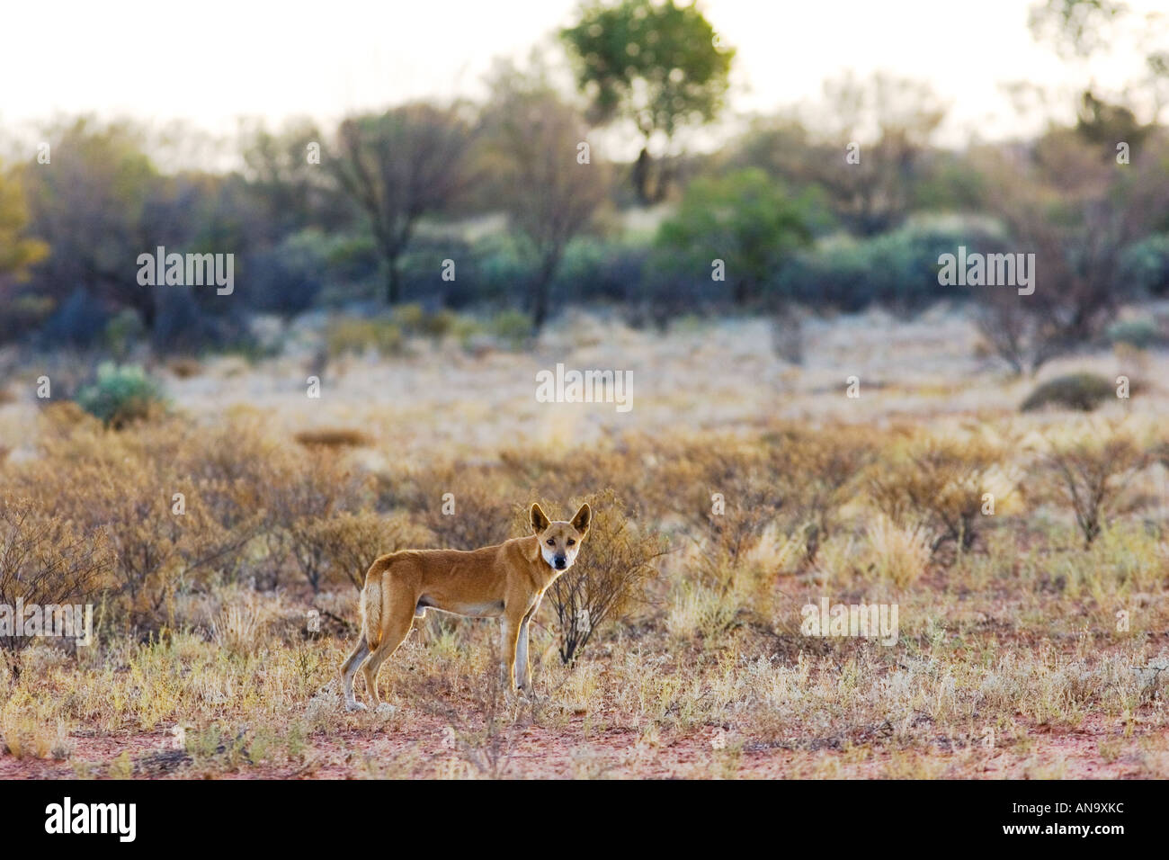 Dingo at Simpson s Gap West Madonnell Mountain Range Australia Stock ...