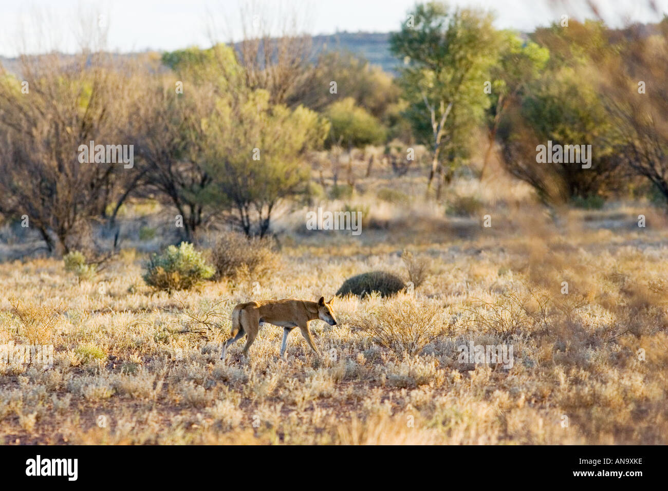 Dingo at Simpson s Gap West Madonnell Mountain Range Australia Stock ...