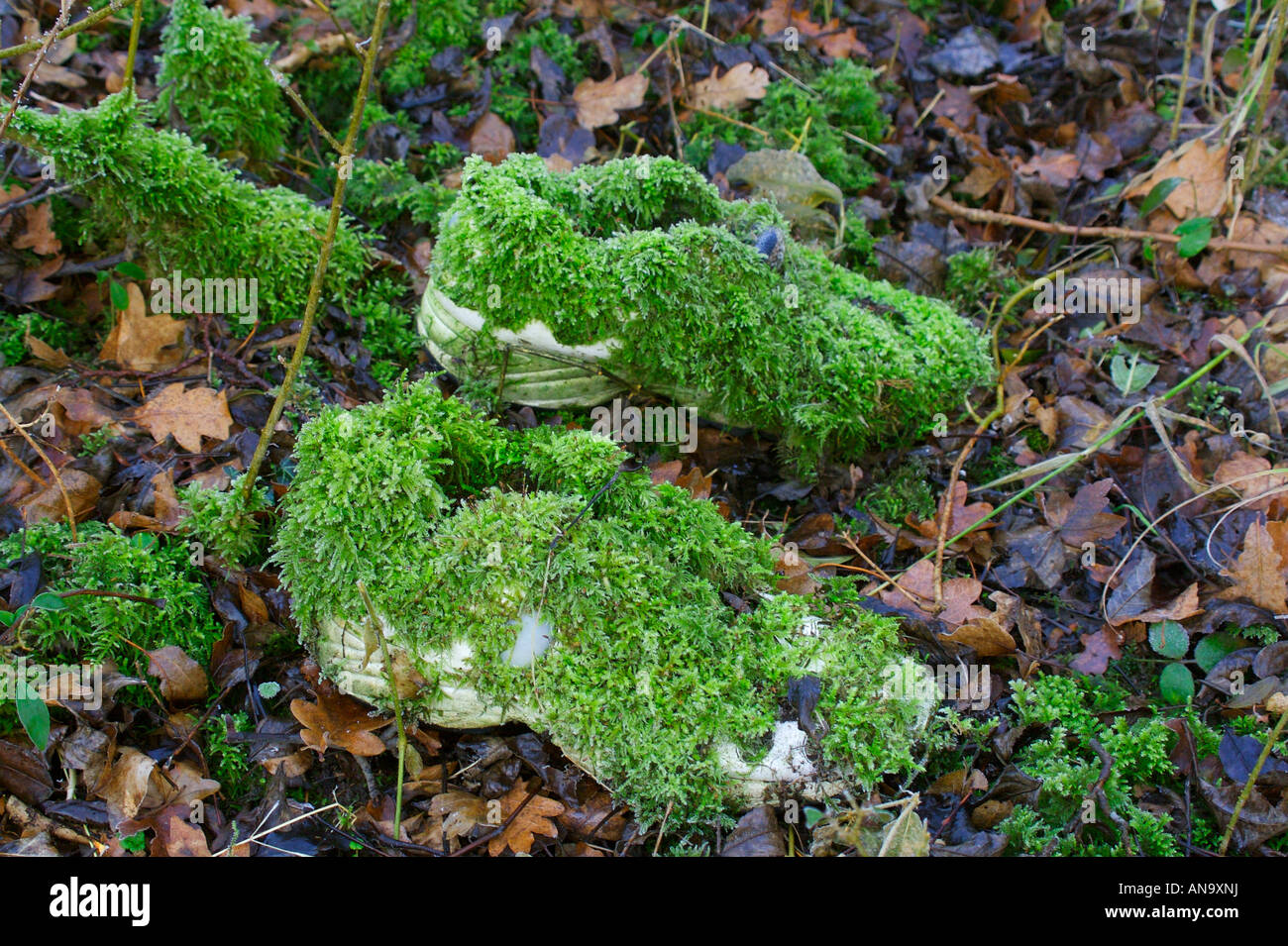 Moss on shoe hi-res stock photography and images - Alamy
