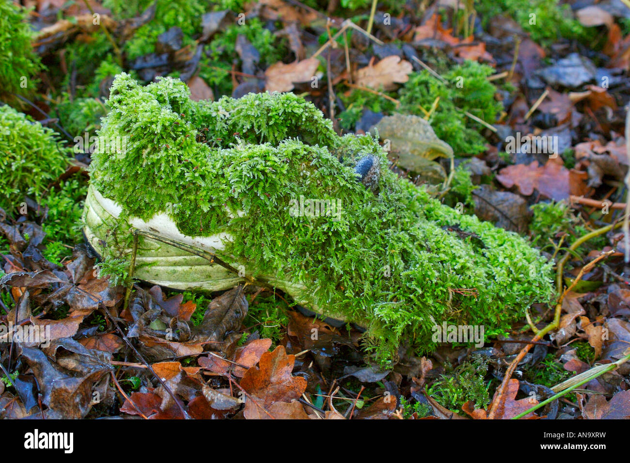 moss on shoe Stock Photo - Alamy