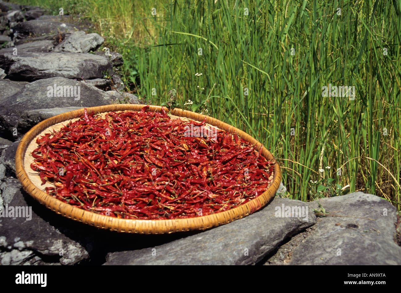 Red chilli peppers drying in the sun, Nepal Stock Photo - Alamy