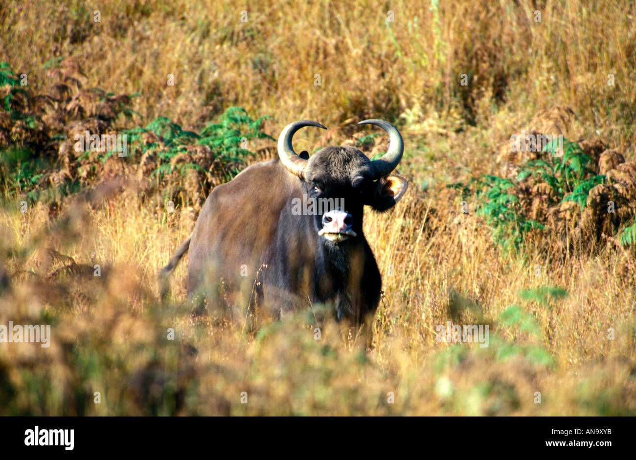A GAUR KARNATAKA Stock Photo - Alamy
