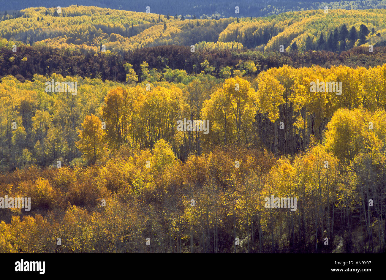 Aspens in fall foliage, West Elk Loop Scenic Byway in Elk Mountains ...