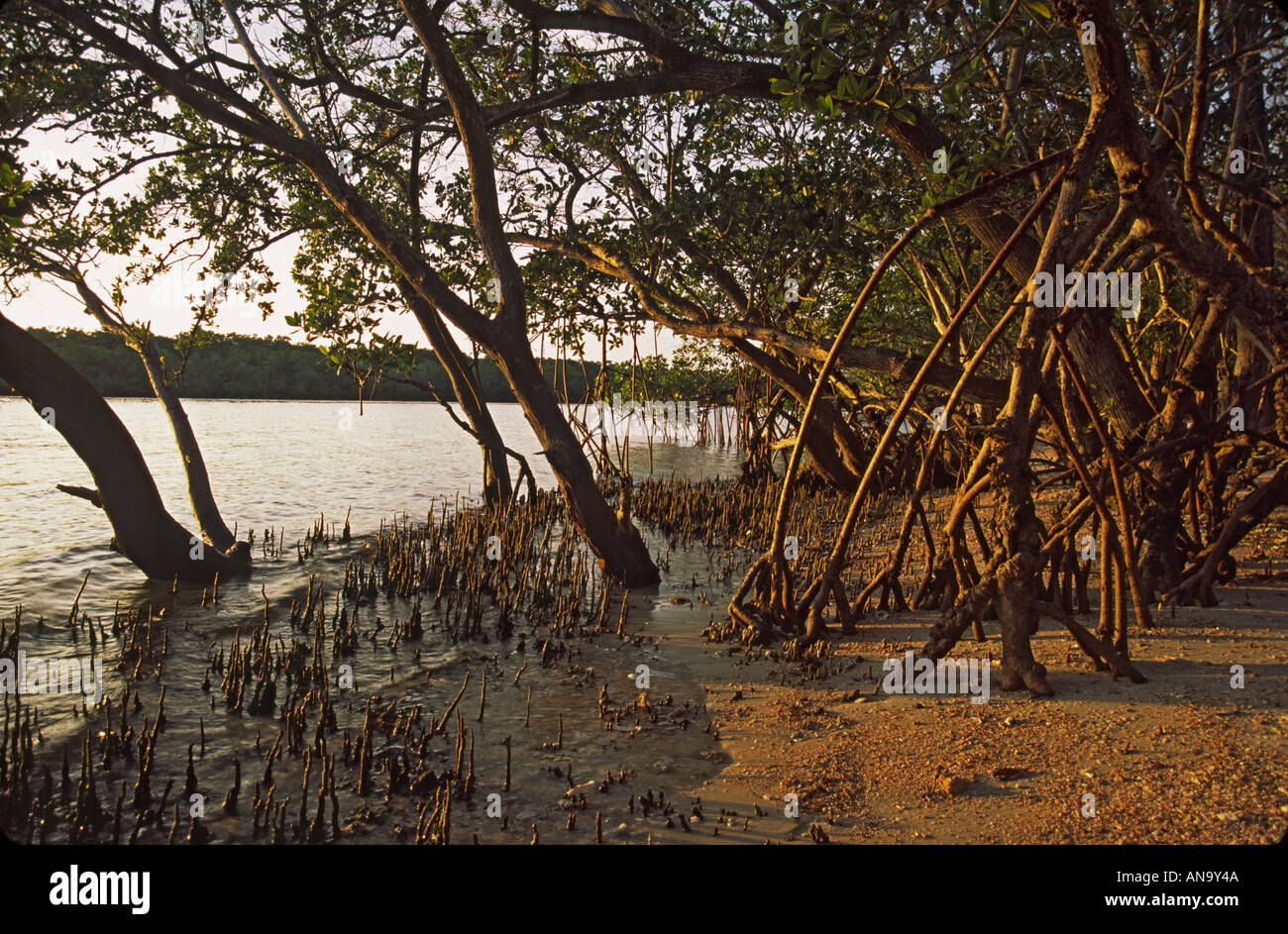Red and black mangroves, Picnic Key, Ten Thousand Islands, Everglades ...