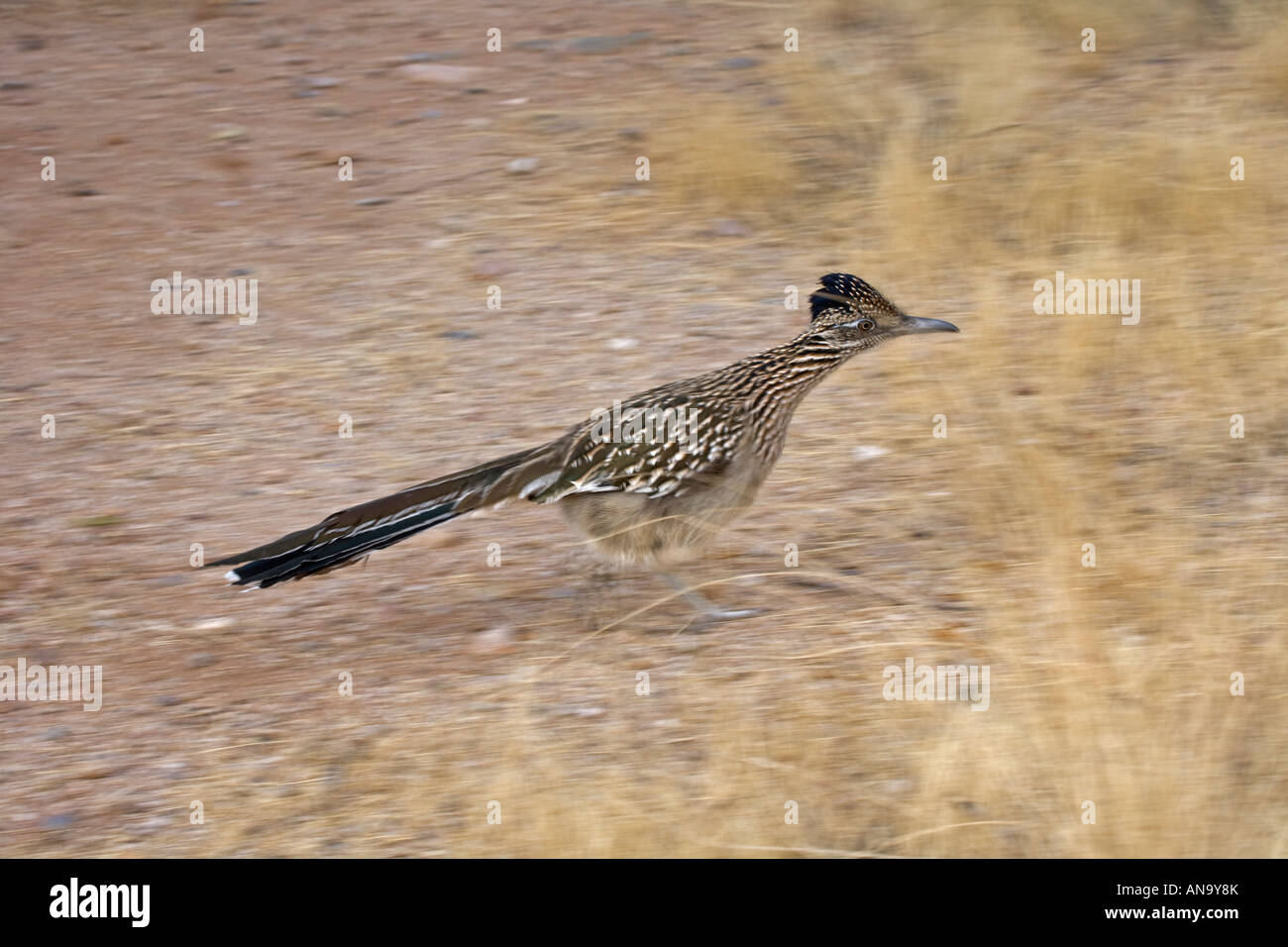 Greater Roadrunner Geococcyx californianus Arizona running in Sonoran ...