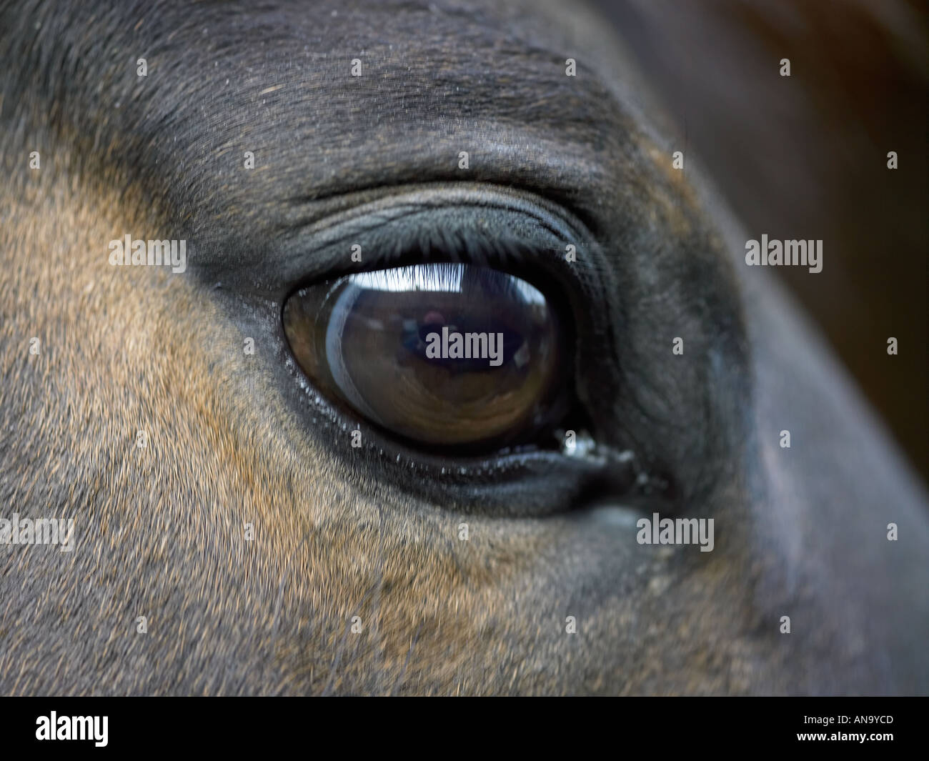 Horse portrait eye organ hi-res stock photography and images - Alamy