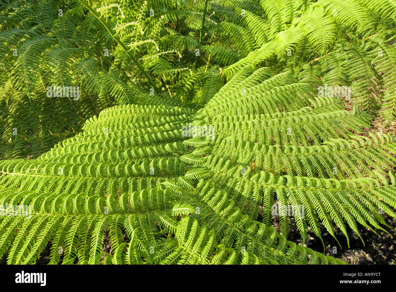 big huge green giant fern SAMOA ISLANDS South southsea sea Pacific wild ...