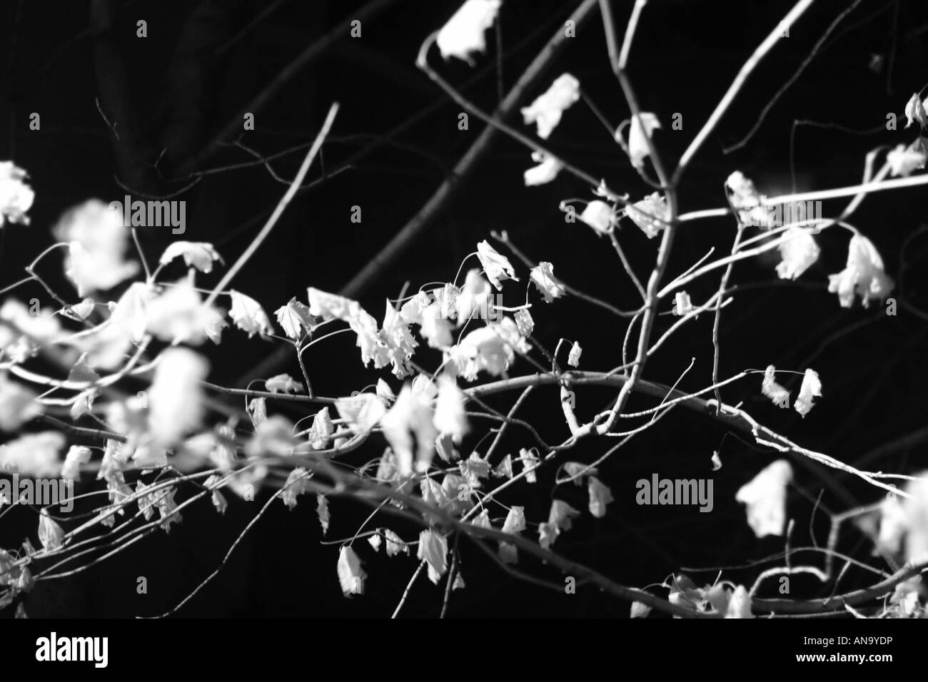 Tree branch with last fall leaves, captured infrared at night. Brooklyn ...