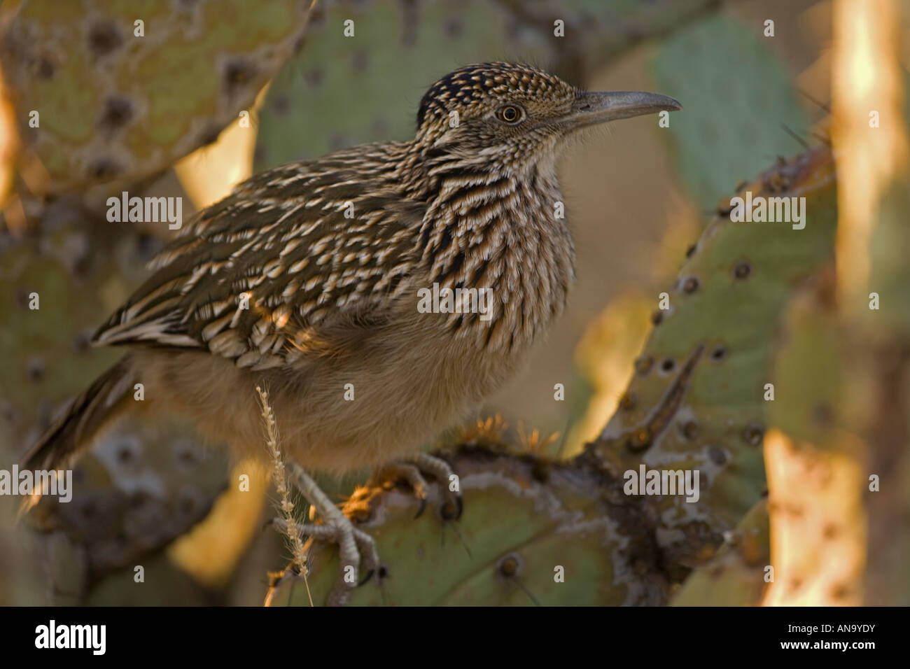 Greater Roadrunner Perched on Prickly Pear Cactus in Sonoran Desert of ...