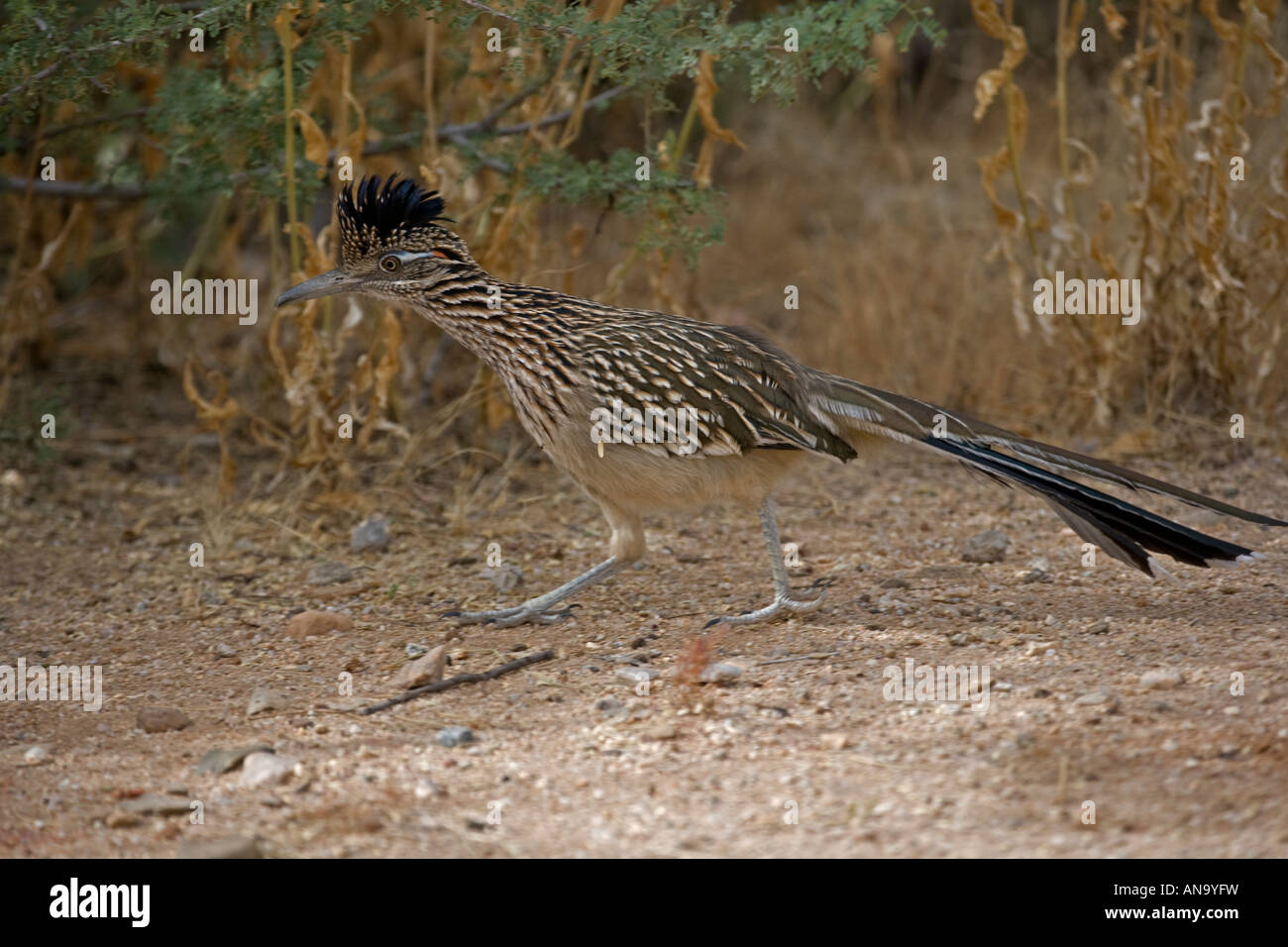 Greater Roadrunner Walking in Sonoran Desert of Arizona Stock Photo - Alamy