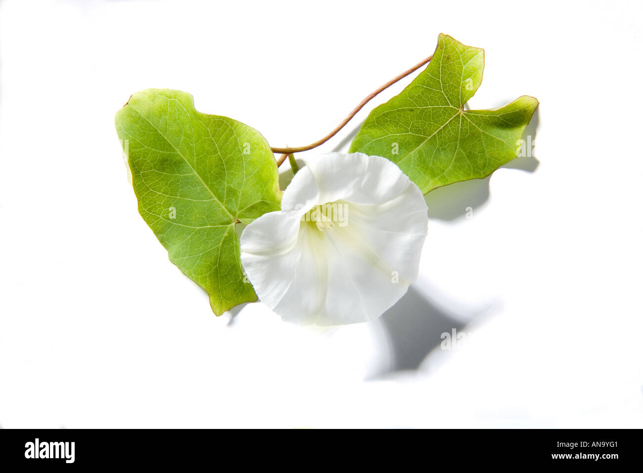 White wild Bindweed blossom isolated on white background artistic Stock ...