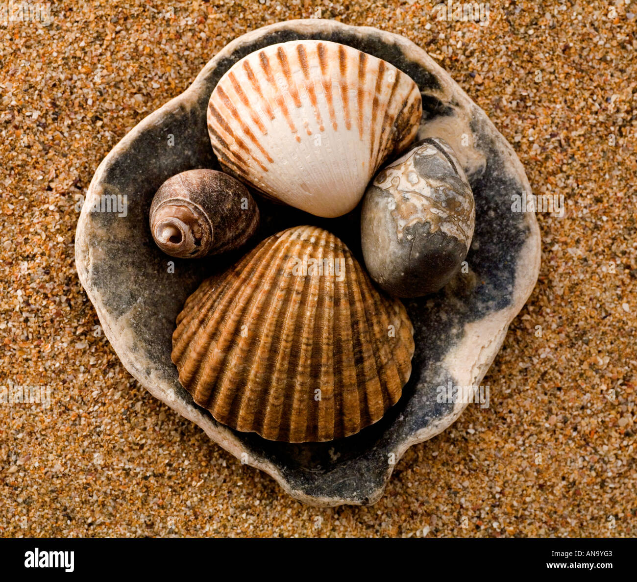 Oyster shell cradles smaller seashells on a natural sand ground Stock ...