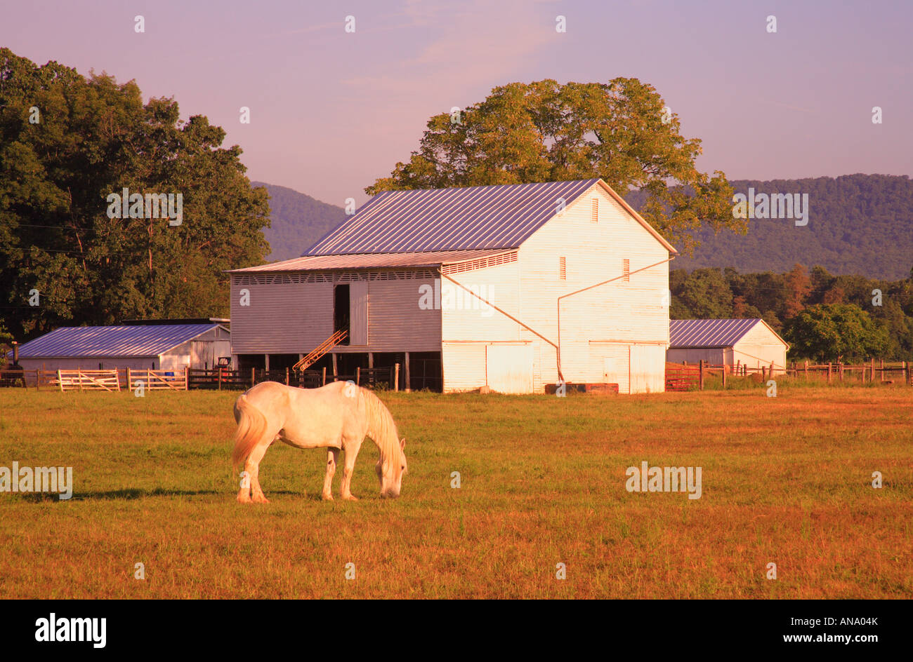 Horse and Barn, Mount Solon, Shenandoah Valley, Virginia, USA Stock ...