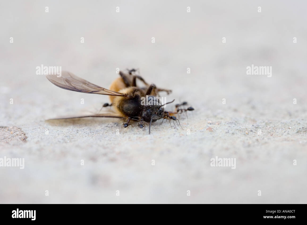 Ants working together dragging a dead bee. India Stock Photo - Alamy