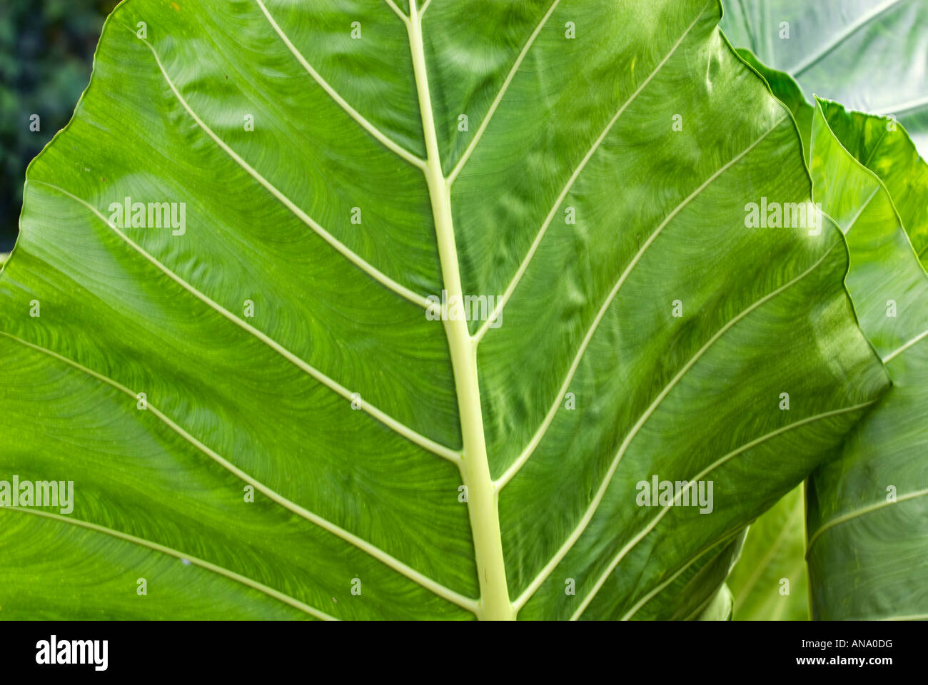 big huge green giant plant leaf veaves SAMOA ISLANDS South southsea sea ...