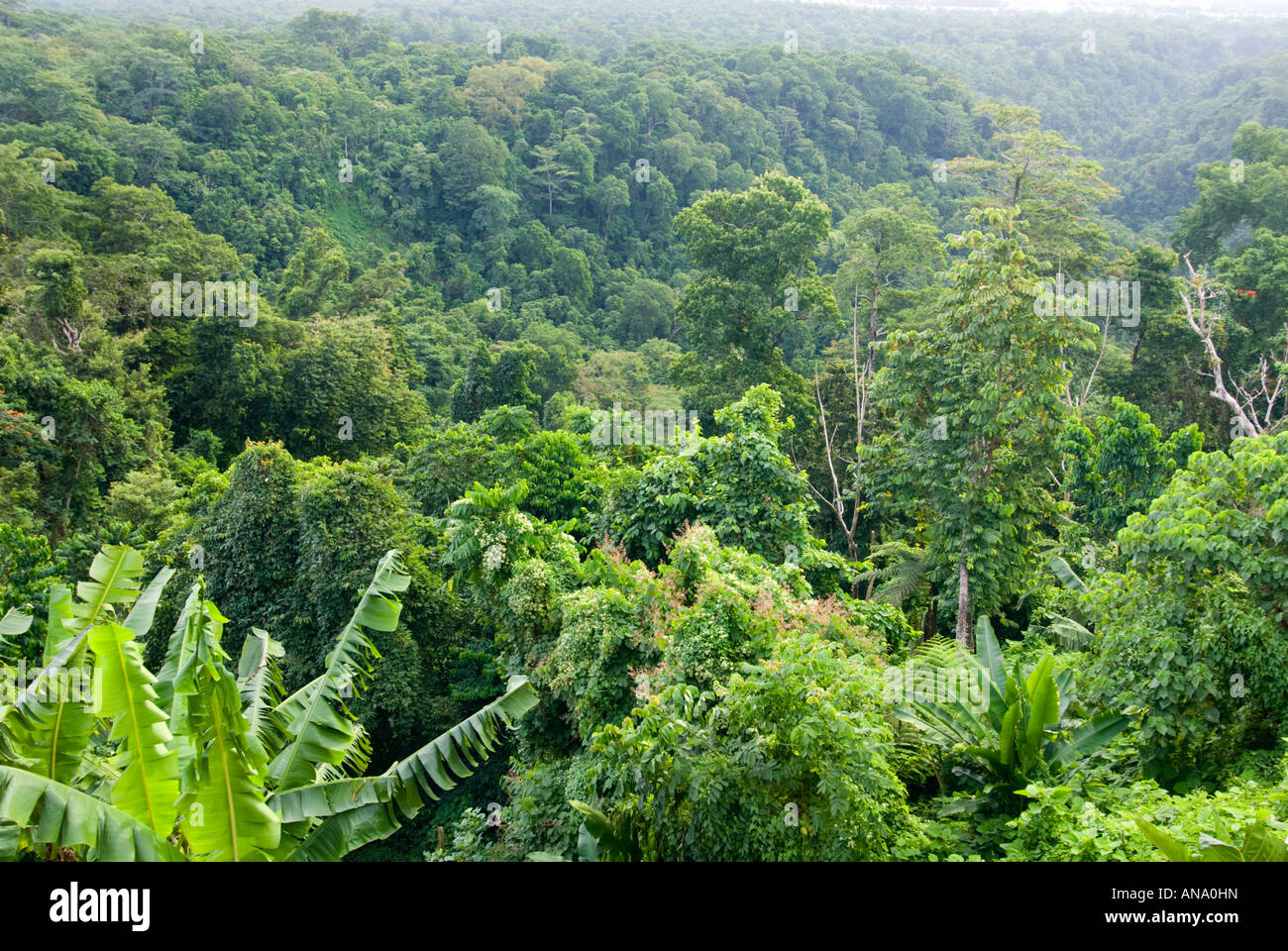 RAINFOREST SAMOA ISLANDS South southsea sea Pacific wild wilderness ...