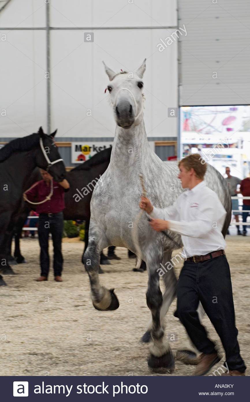 Percheron Horse Show High Resolution Stock Photography and Images - Alamy