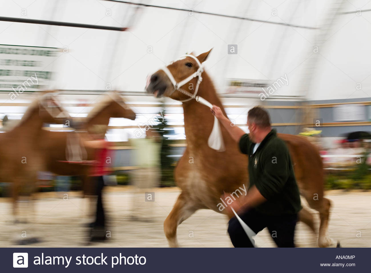 Percheron Horse Show High Resolution Stock Photography and Images - Alamy