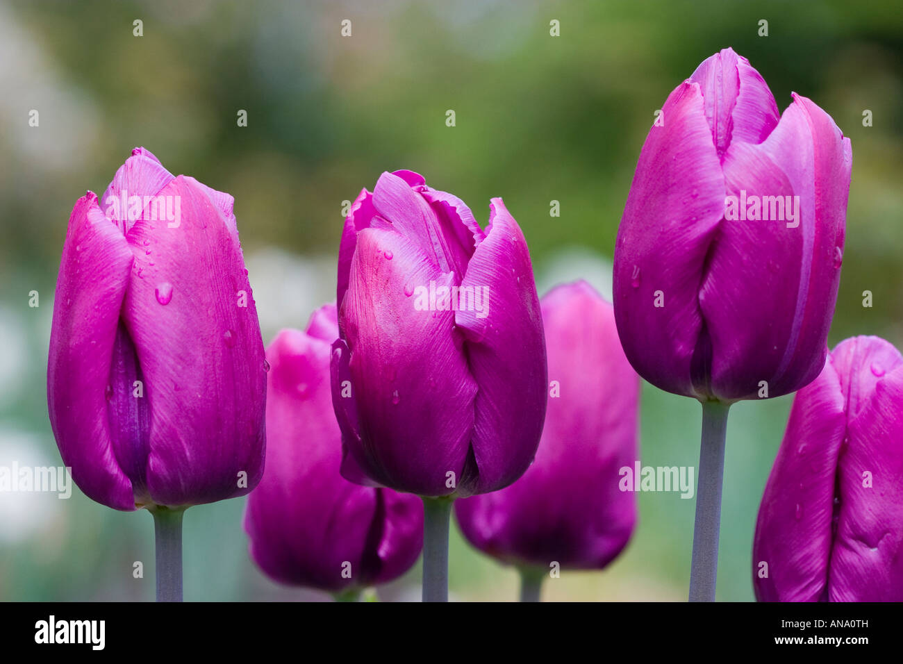 Six tulips hi-res stock photography and images - Alamy