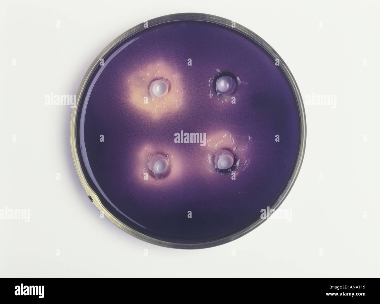 Colourless areas on starch agar plate where starch has been broken down ...