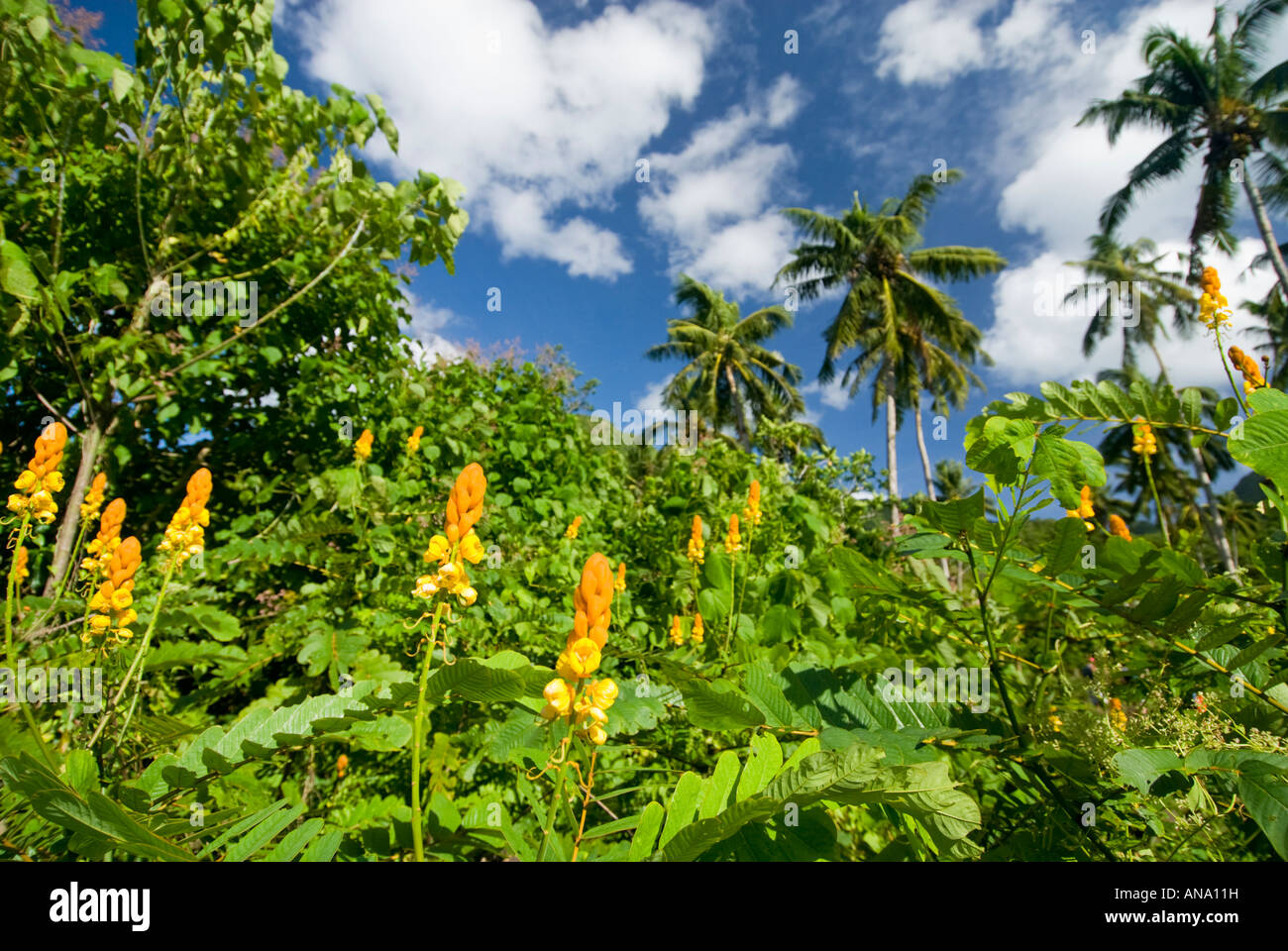 yellow flower in rainforest SAMOA savaii typically typical blossom blue ...