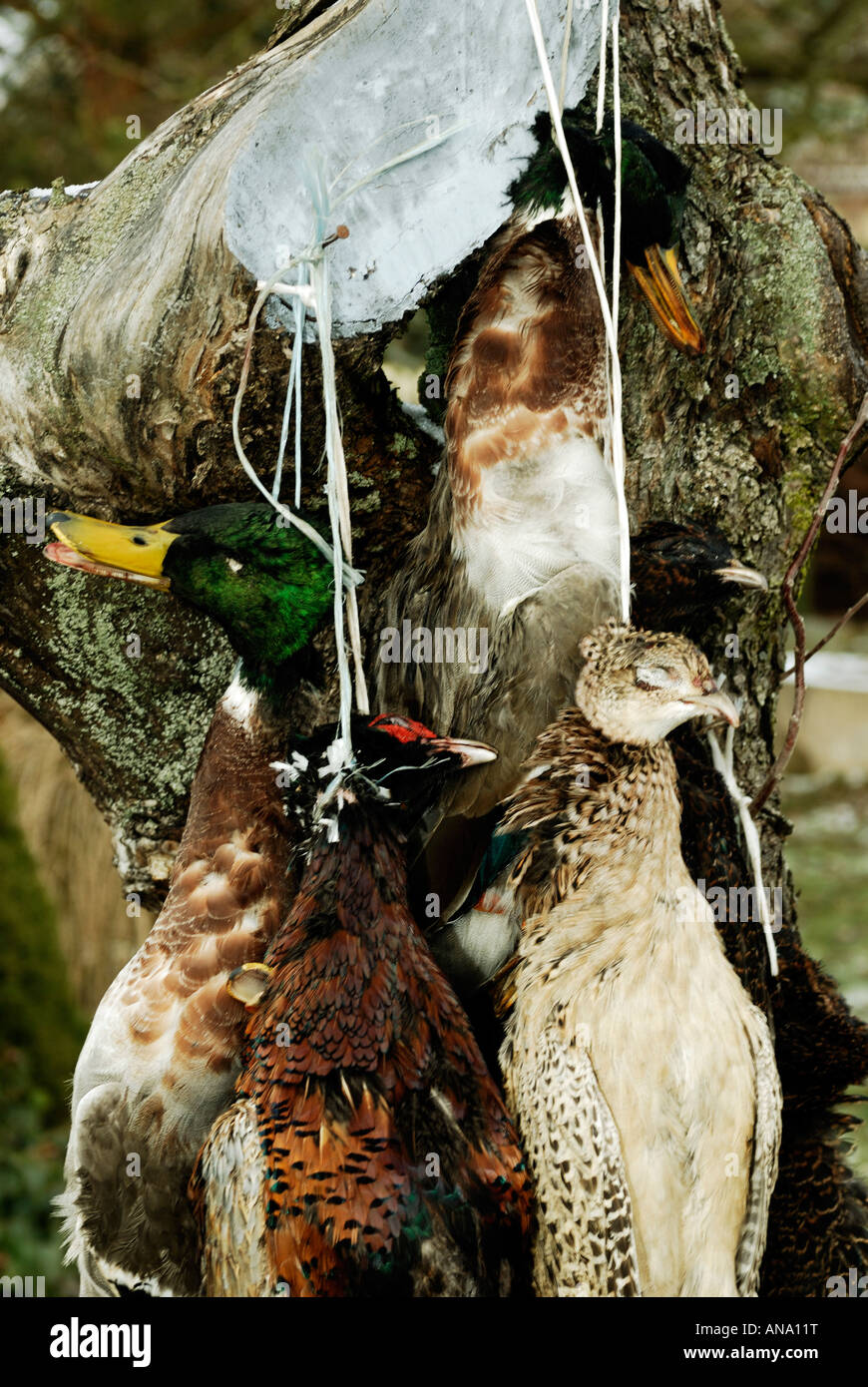 drake duck Pheasant detail Stock Photo - Alamy