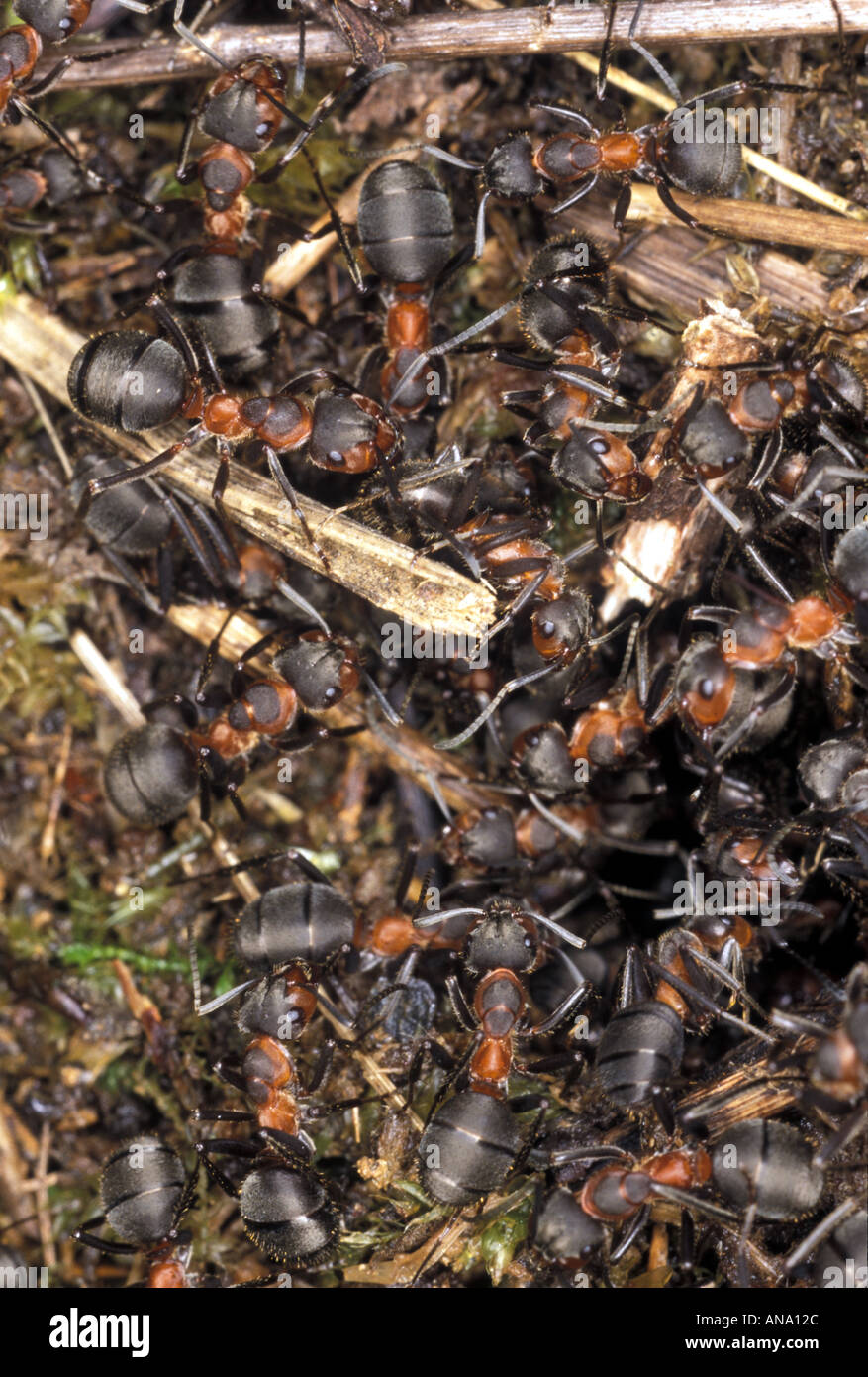 Ant 1 hi-res stock photography and images - Alamy
