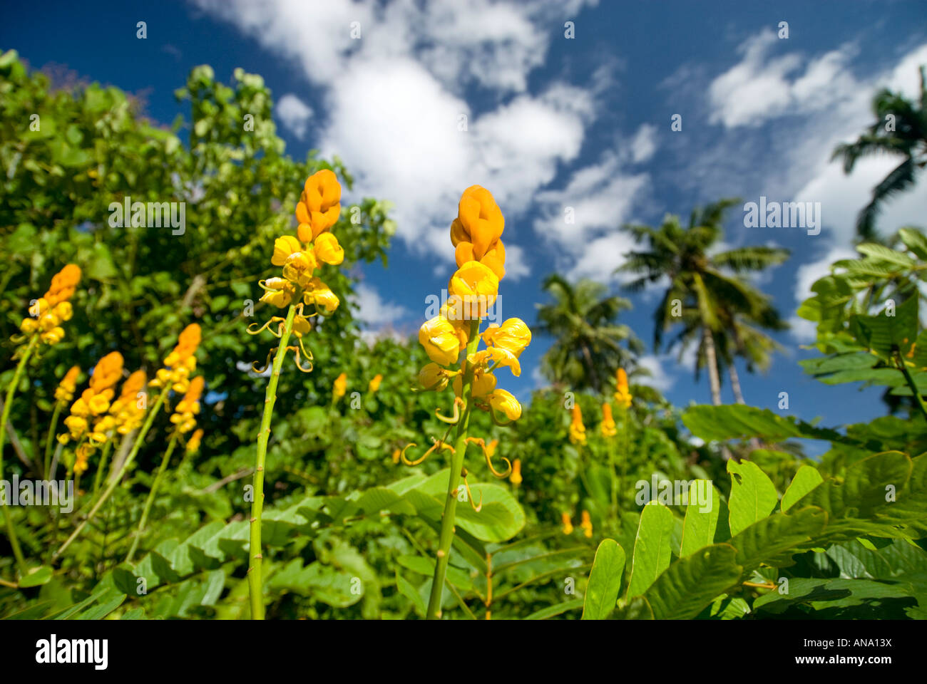 yellow flower in rainforest SAMOA savaii typically typical blossom blue ...
