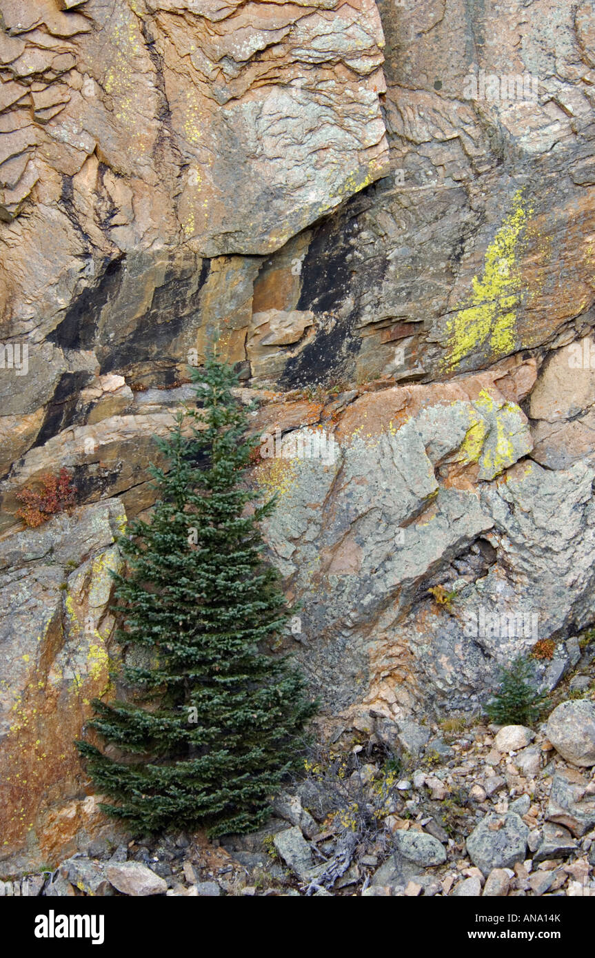 Spruce Tree Growing on Colorful Cliff Face Rocky Mountain National Park ...