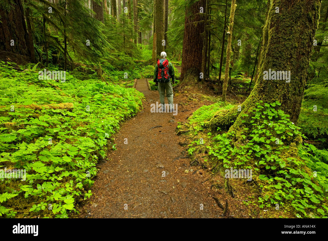 Hiker in spring rainforest Stock Photo - Alamy