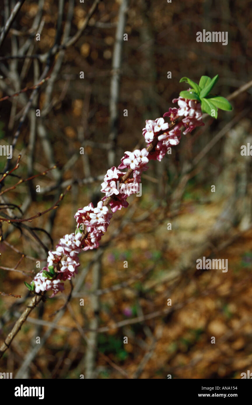 blooming Daphne branch Stock Photo - Alamy