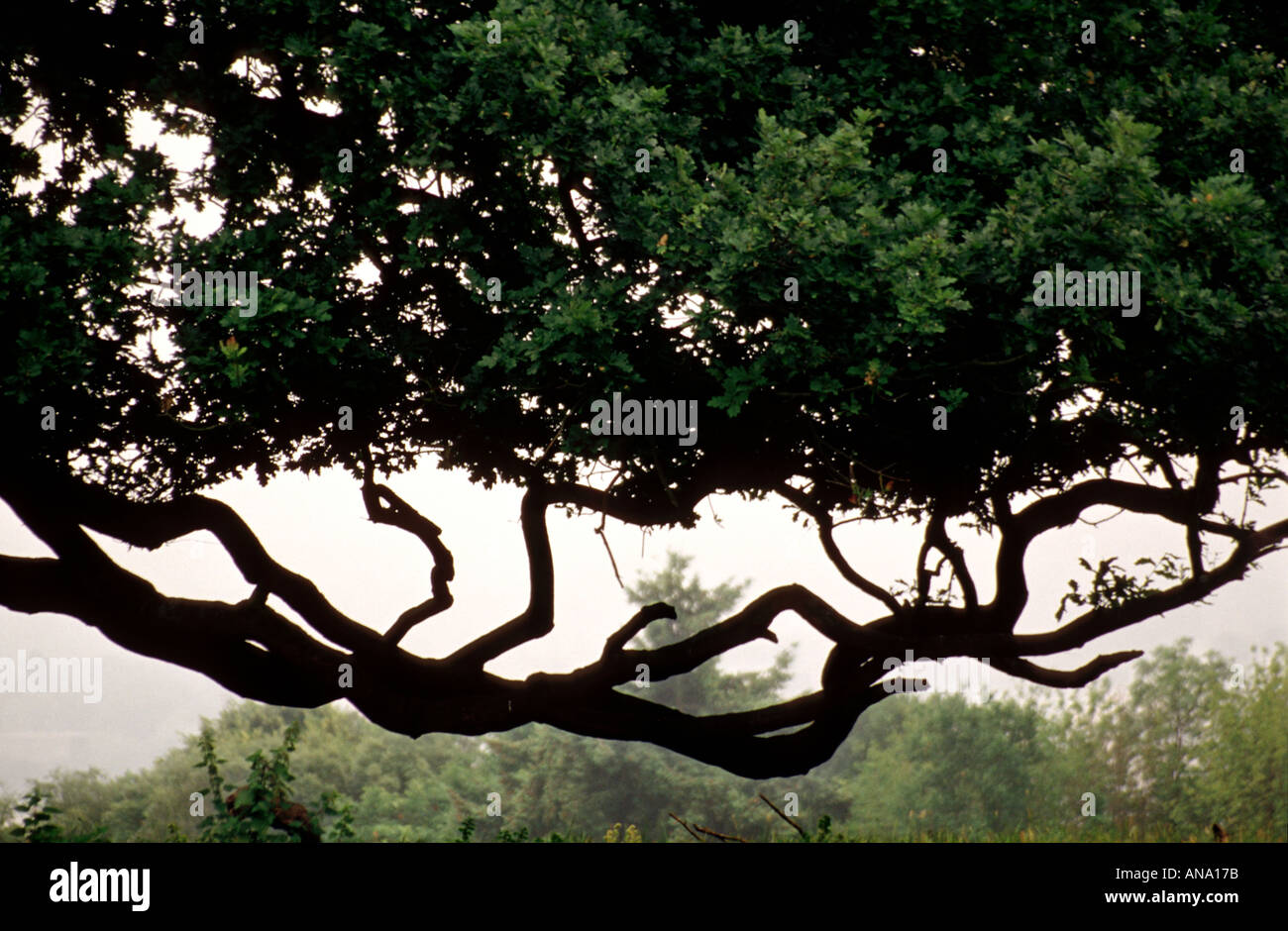 Curly branch in english countryside Stock Photo - Alamy