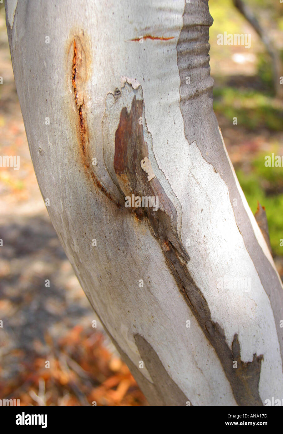 Gum tree trunk Australia Stock Photo - Alamy