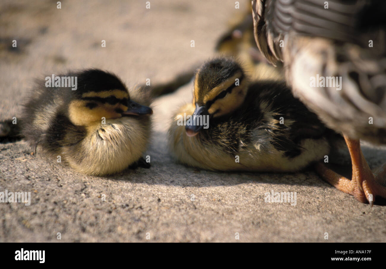 Duck protecting ducklings Stock Photo - Alamy