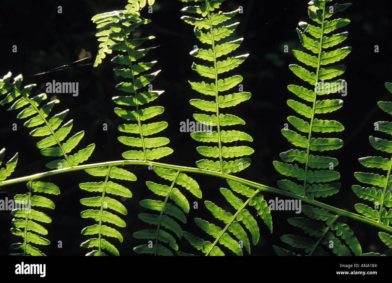 Backlit fern leaf Stock Photo - Alamy