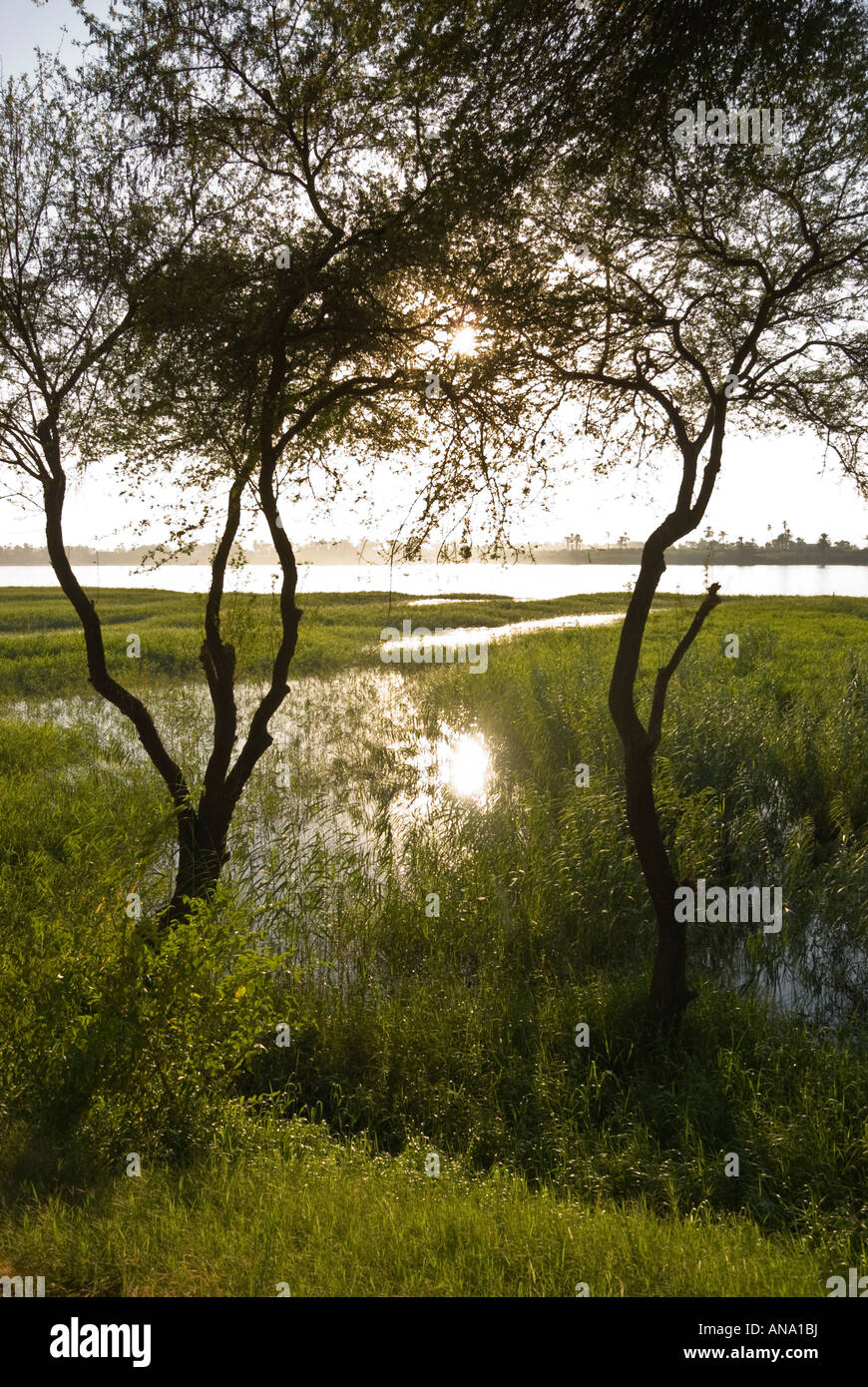 Egypt reed beds on the banks of the Nile at Luxor Stock Photo - Alamy