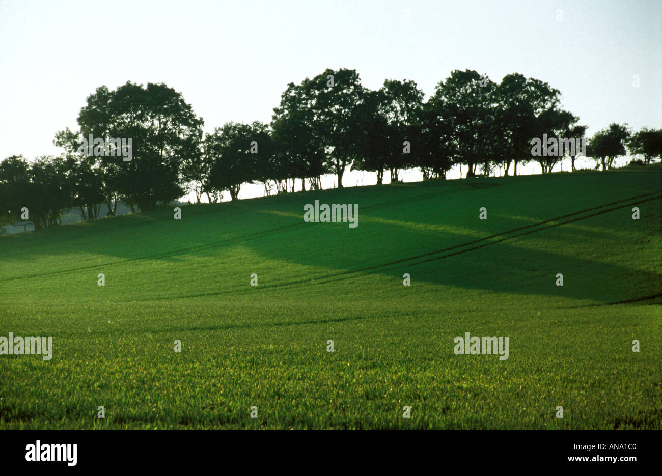 Field and trees Stock Photo - Alamy