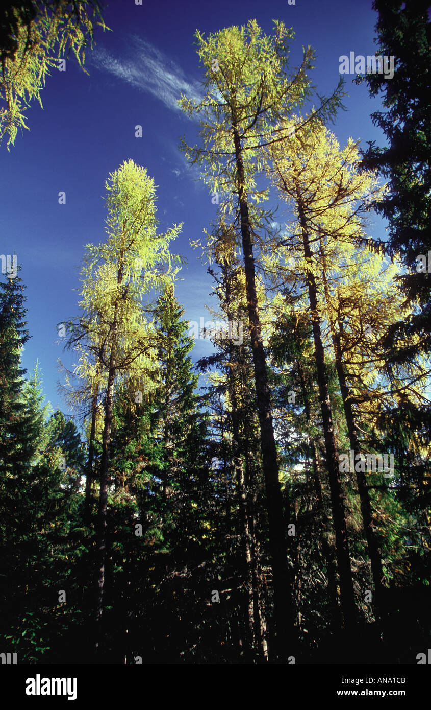 Eastern larch hi-res stock photography and images - Alamy