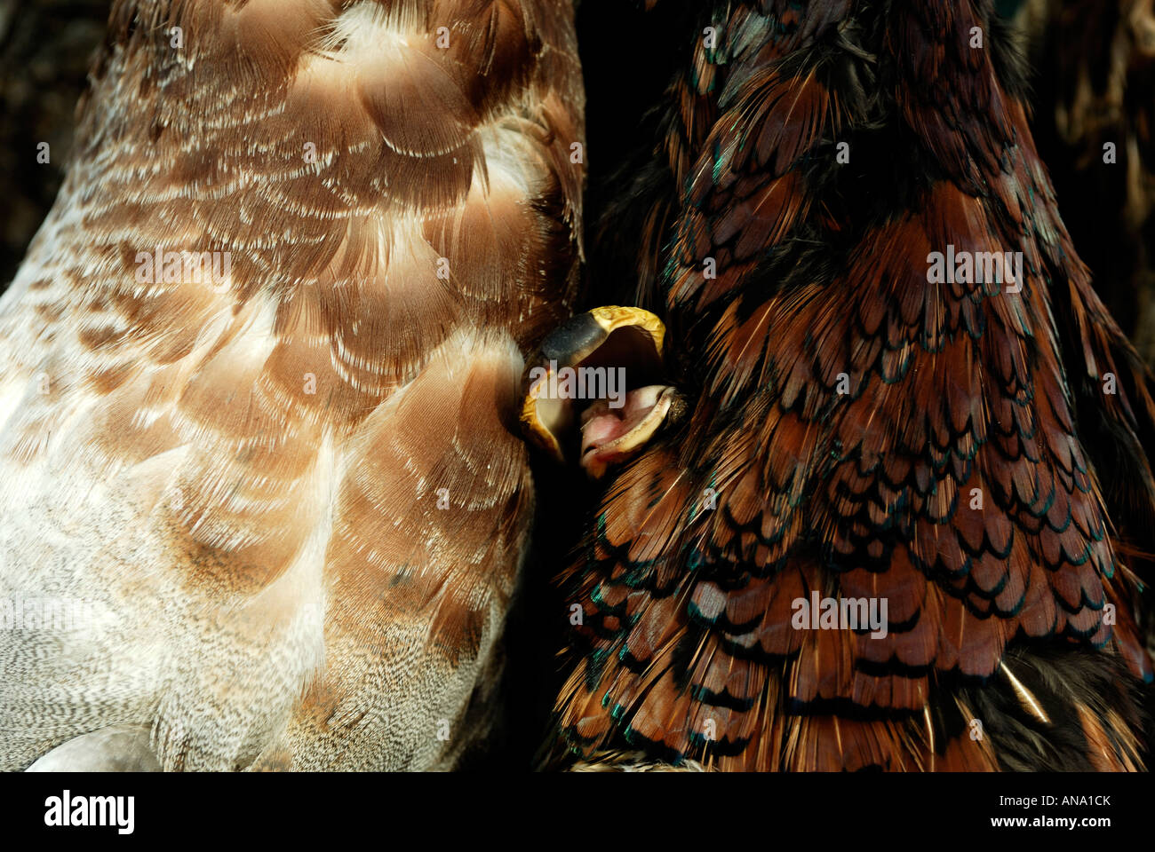 drake duck Pheasant detail Stock Photo - Alamy