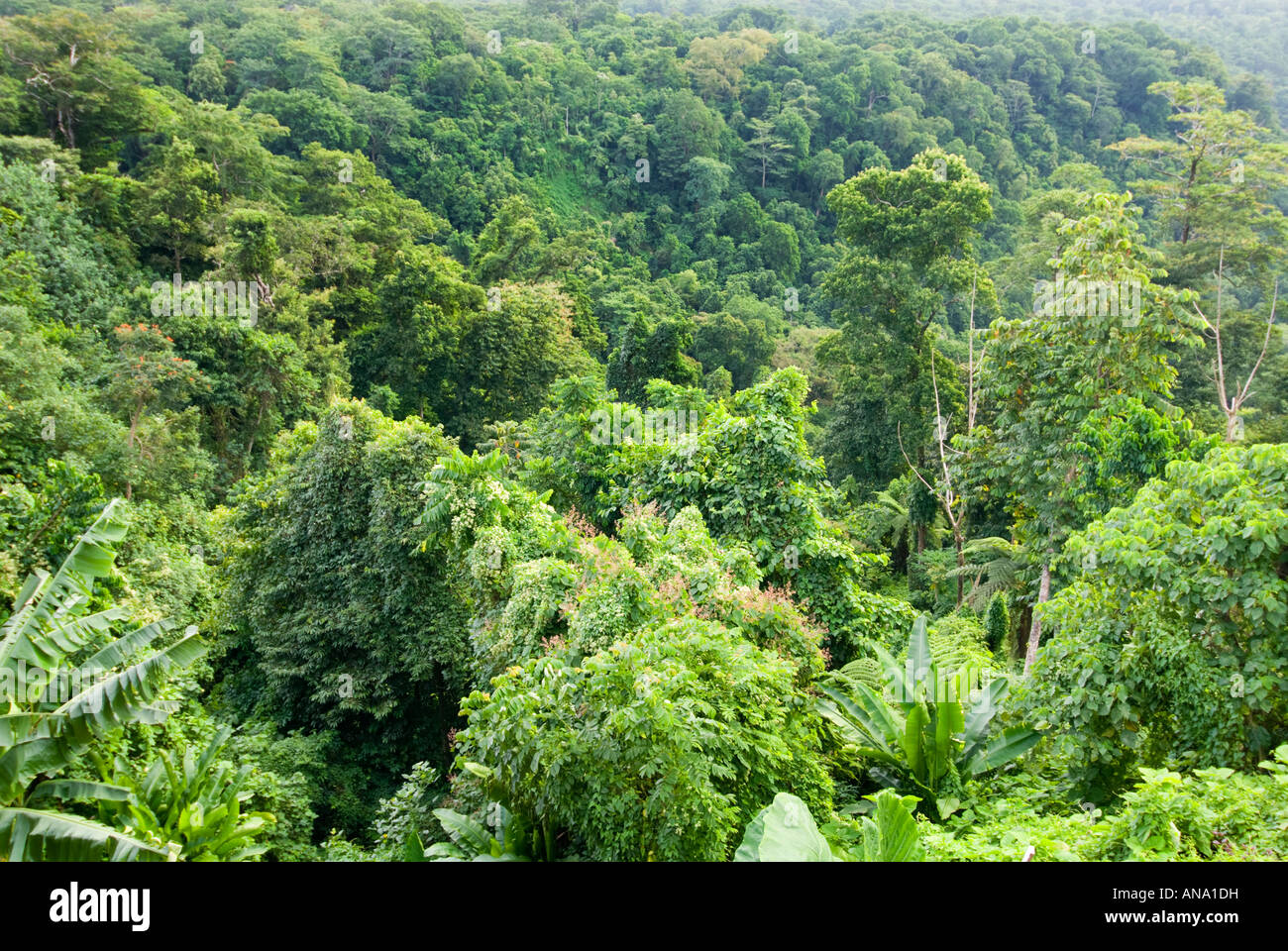 RAINFOREST SAMOA ISLANDS South southsea sea Pacific wild wilderness ...
