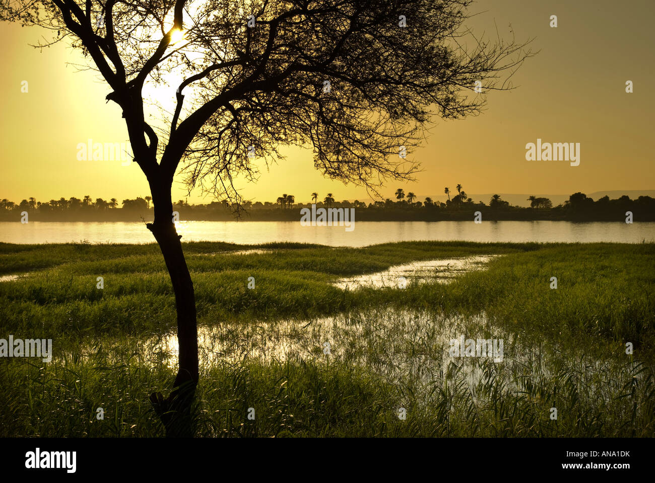 Egypt reed beds on the banks of the Nile at Luxor Stock Photo - Alamy
