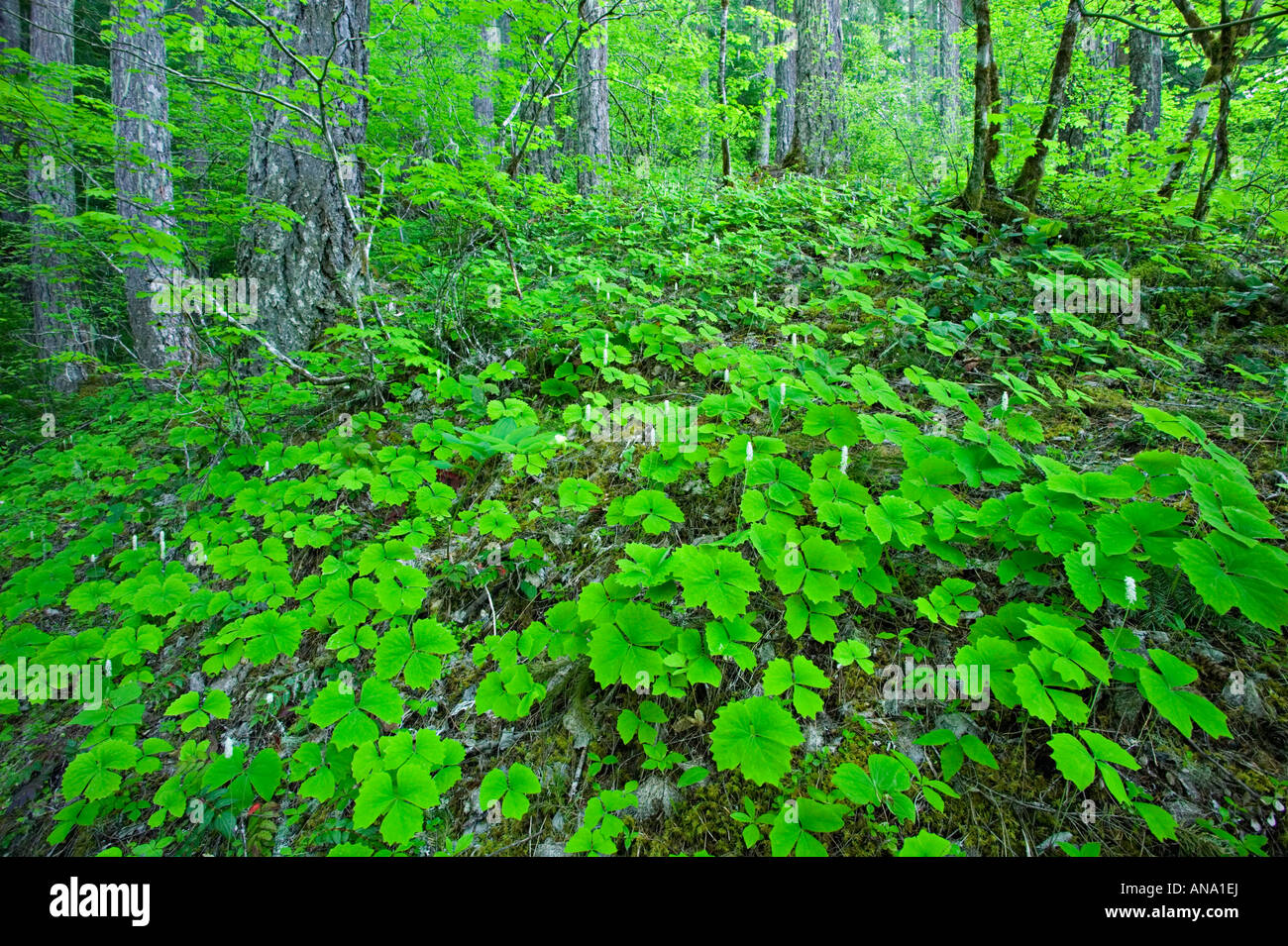 Nature rainforest trees photography hi-res stock photography and images ...