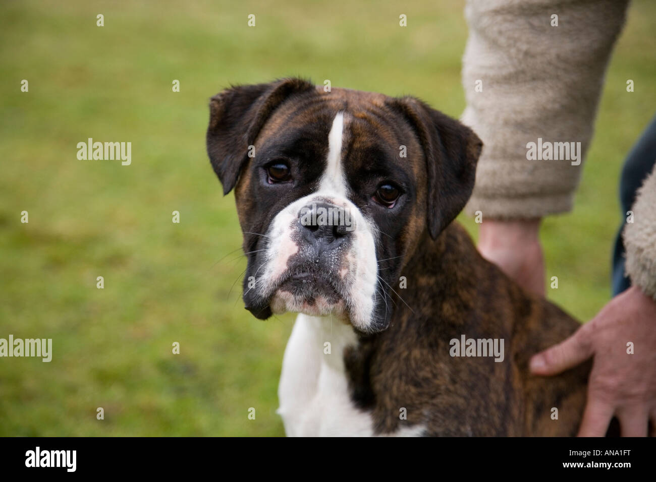 Boxer dog photographed in the UK Stock Photo - Alamy