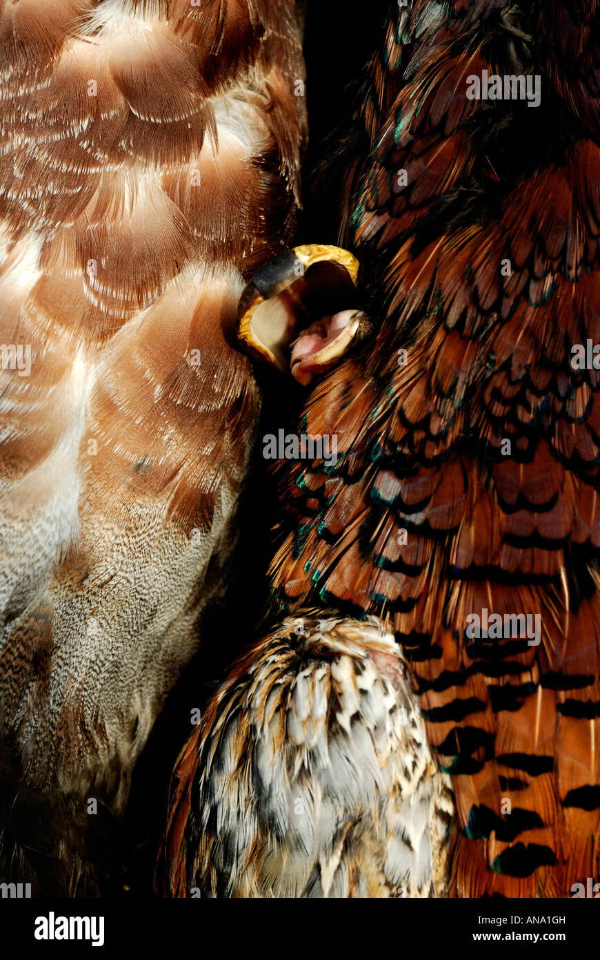 drake duck Pheasant detail Stock Photo - Alamy