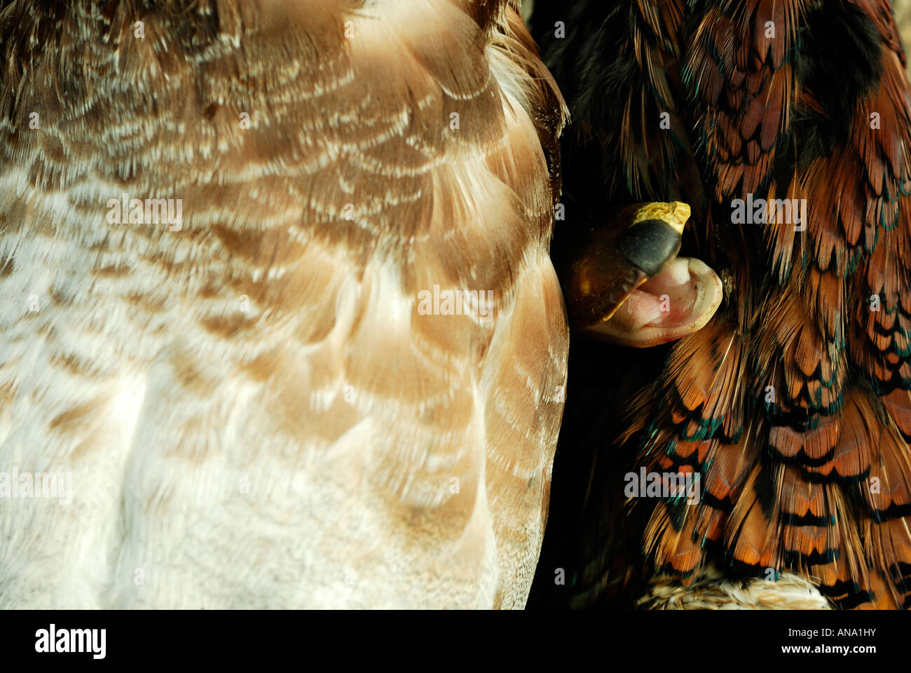 Drake duck Pheasant detail Stock Photo - Alamy