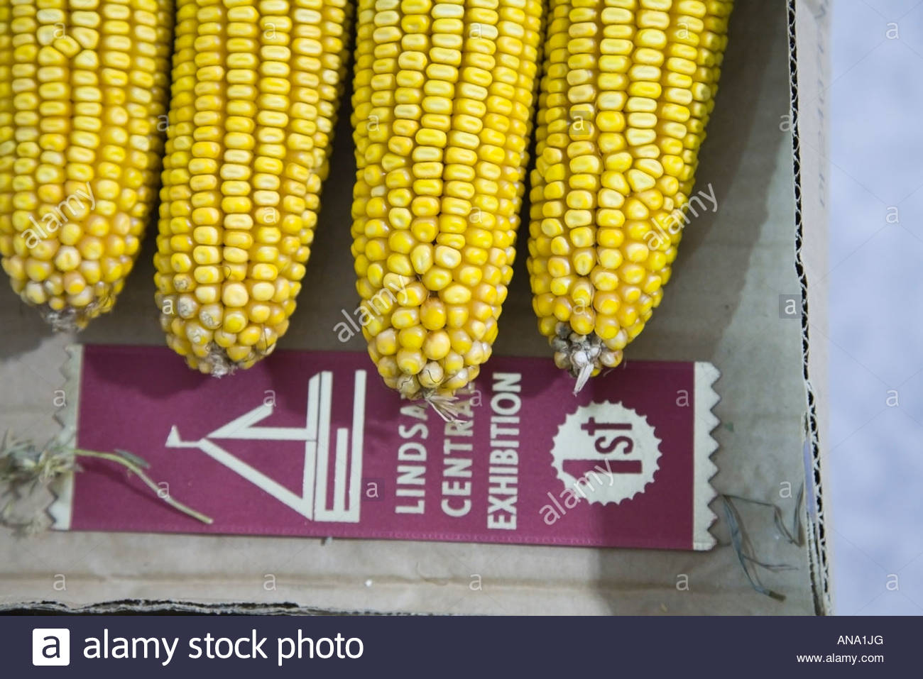 First Agriculture High Resolution Stock Photography and Images - Alamy