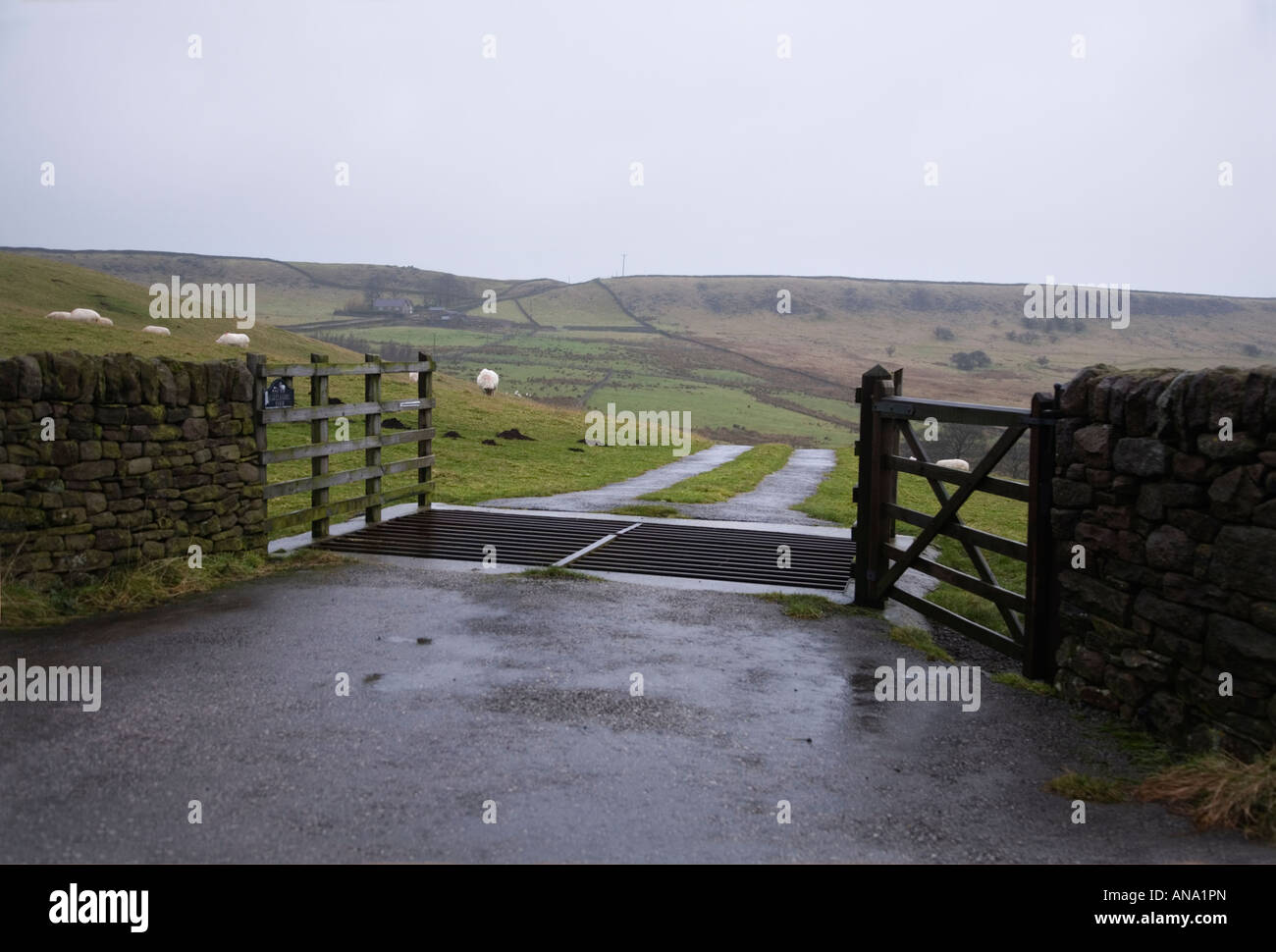 Cattle grid sheep hi-res stock photography and images - Alamy
