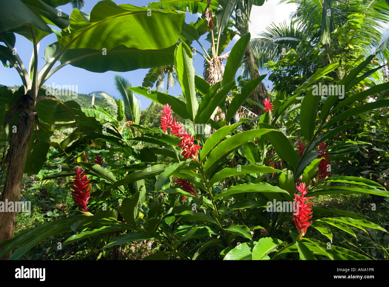 ginger flower plant gingerflower red SAMOA UPOLU NE North-east ...