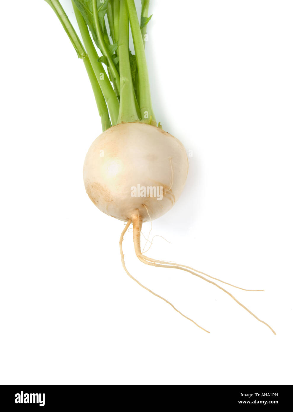 Japanese daikon radishes hi-res stock photography and images - Alamy