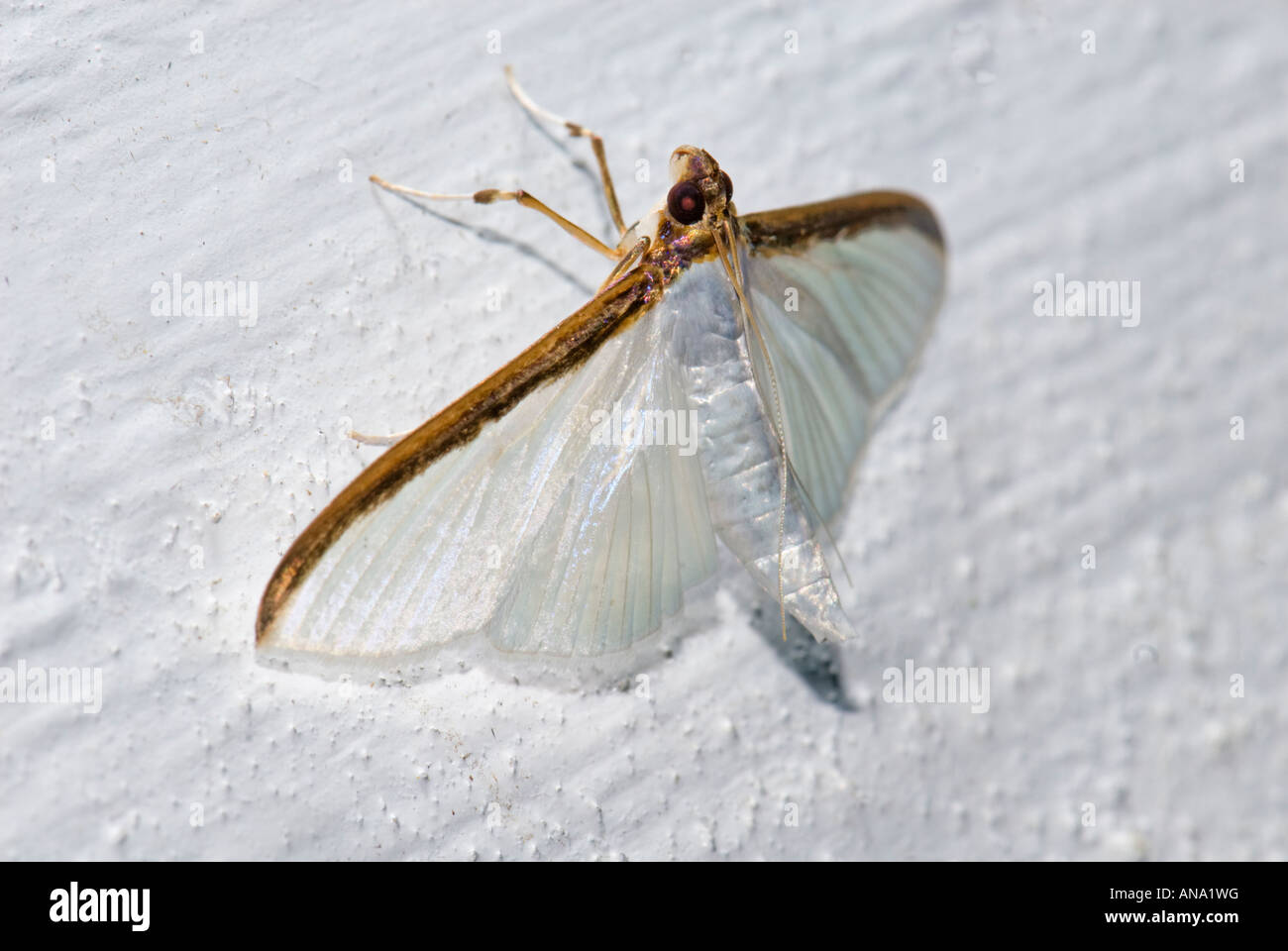 moth in rainforest on house wall at Cloud Number 9 APIA SAMOA ISLANDS ...